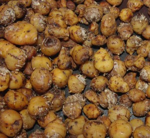 Le souchet comestible (2) – leblogadupdup.org